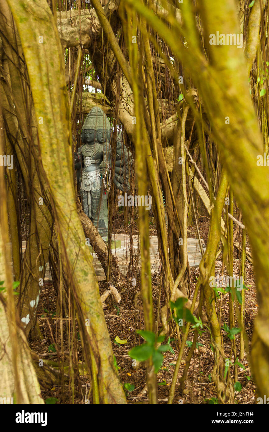 Kali in the hawaiian jungle Stock Photo - Alamy