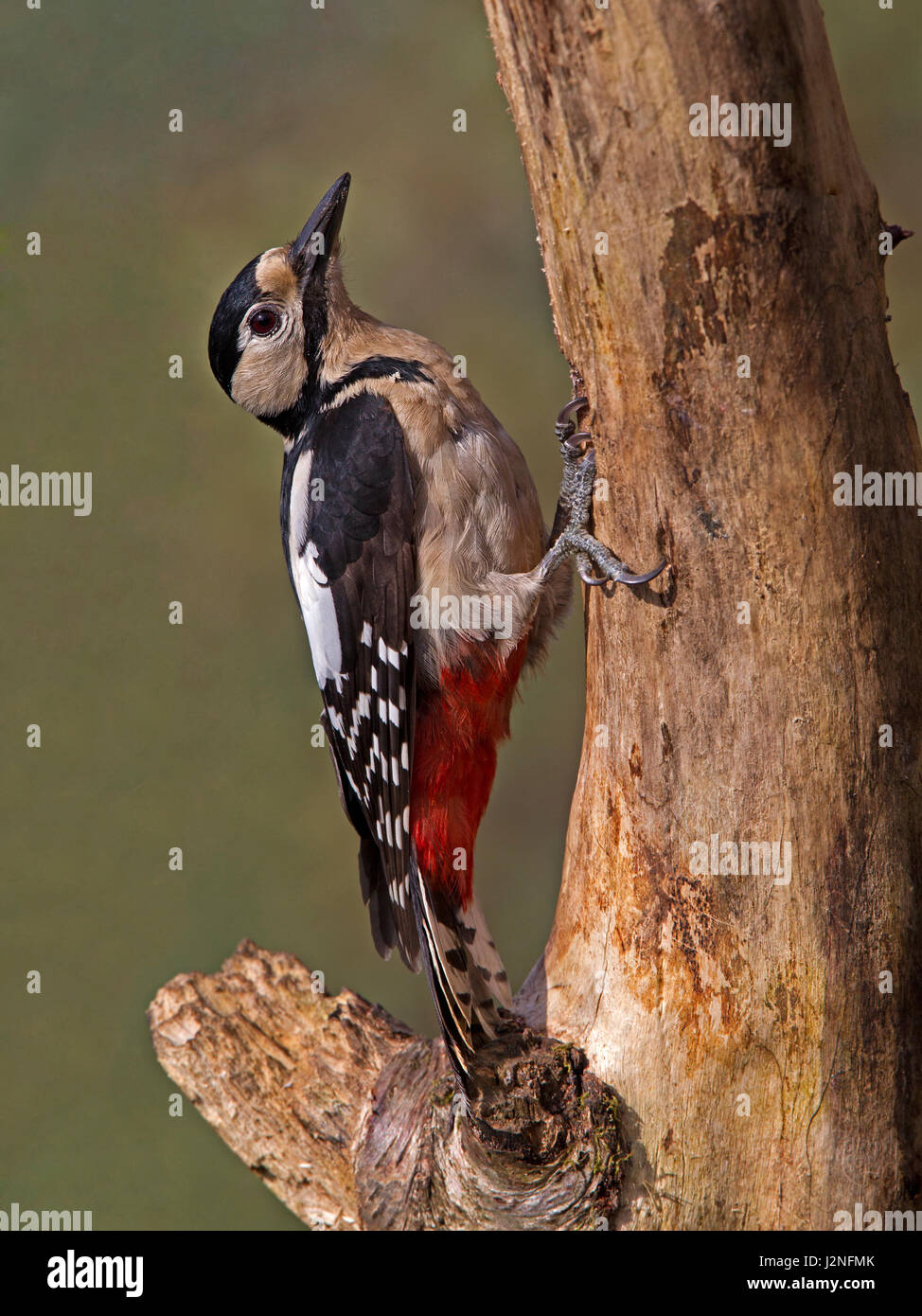 Female great spotted woodpecker hi-res stock photography and images - Alamy