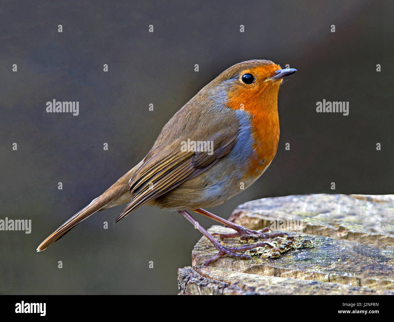 European robin perched Stock Photo - Alamy