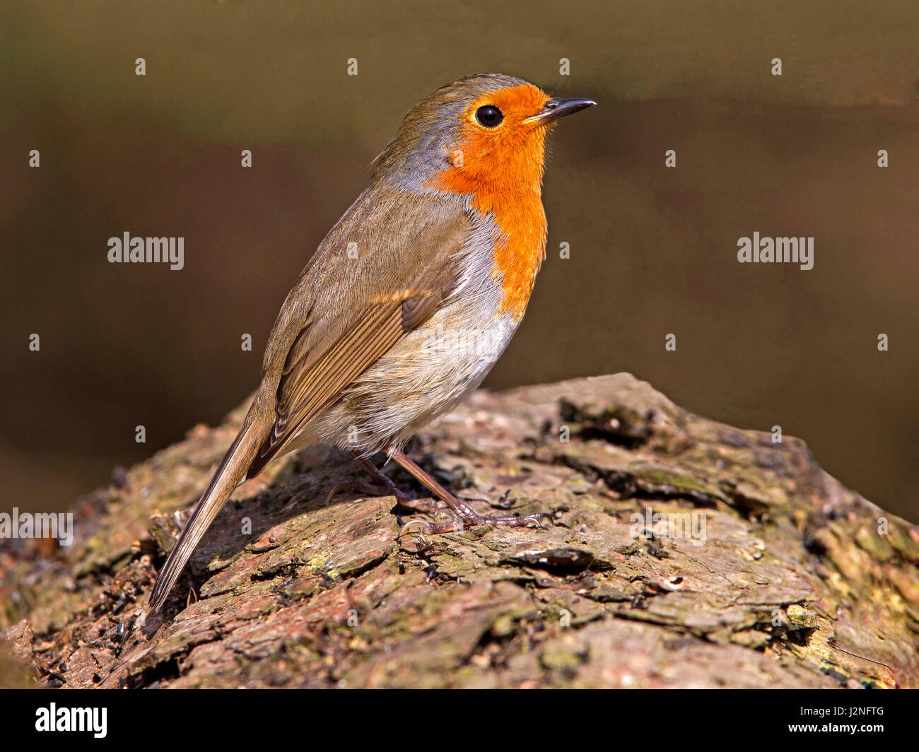 European robin perched Stock Photo - Alamy