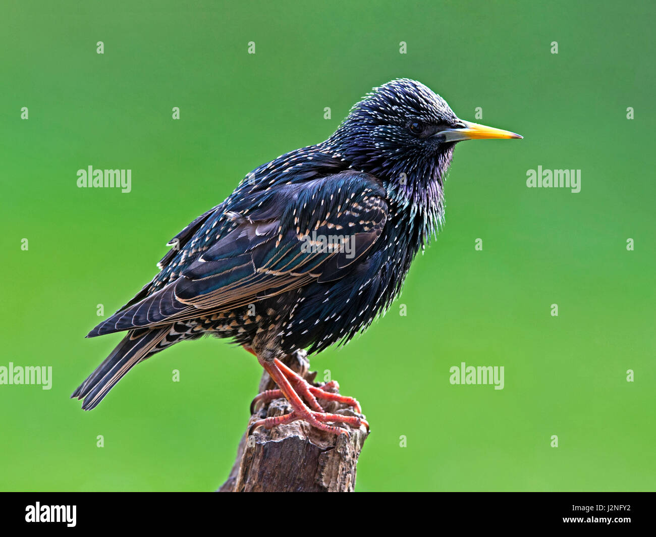 Starling uk hi-res stock photography and images - Alamy