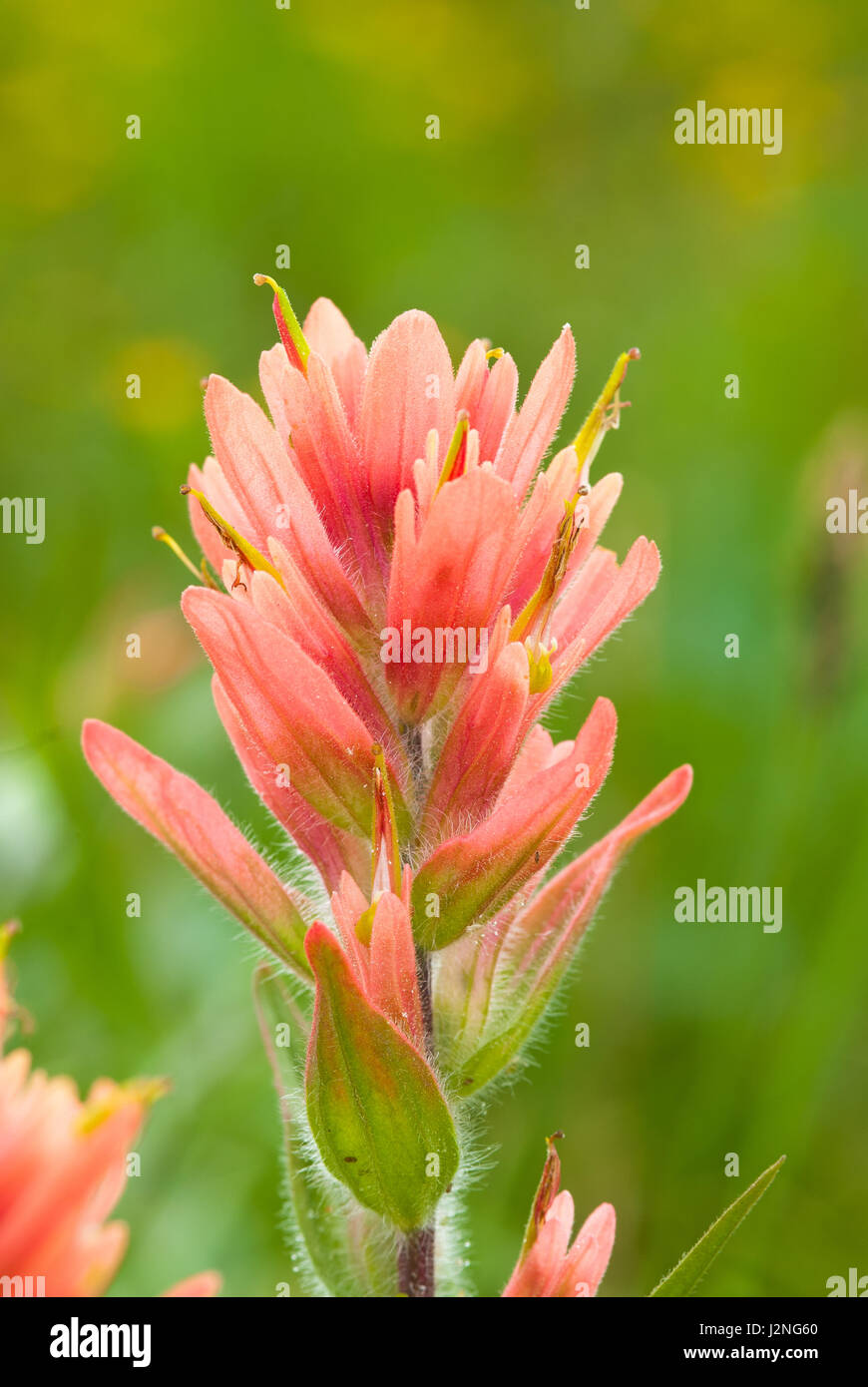 Pink colour variant of common red paintbrush, Castilleja miniata, in ...