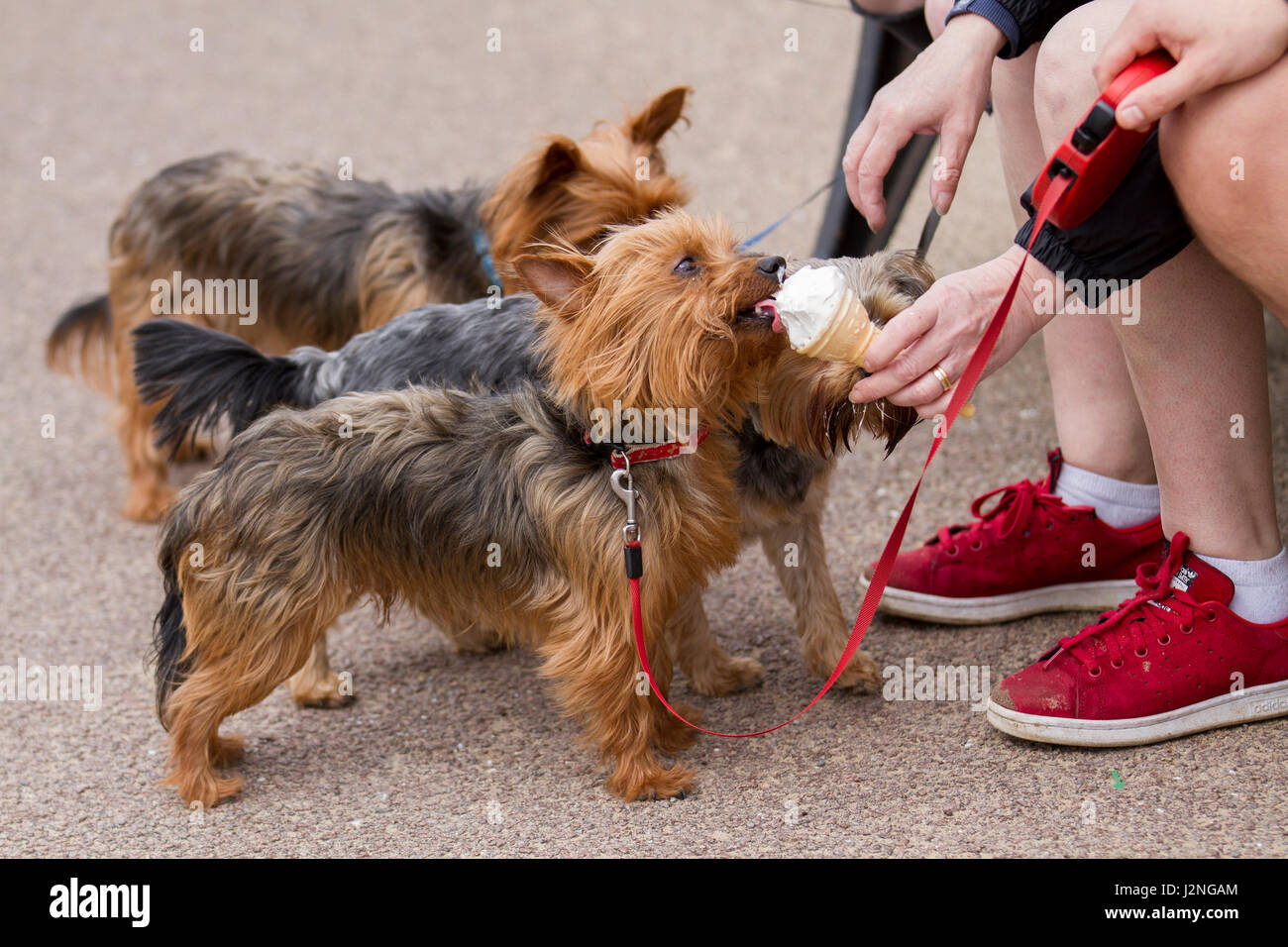 Young terrier pups eating ice cream on a hot day in Lytham St Annes ...