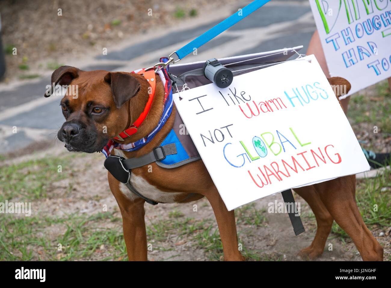 Dog movement hi-res stock photography and images - Alamy