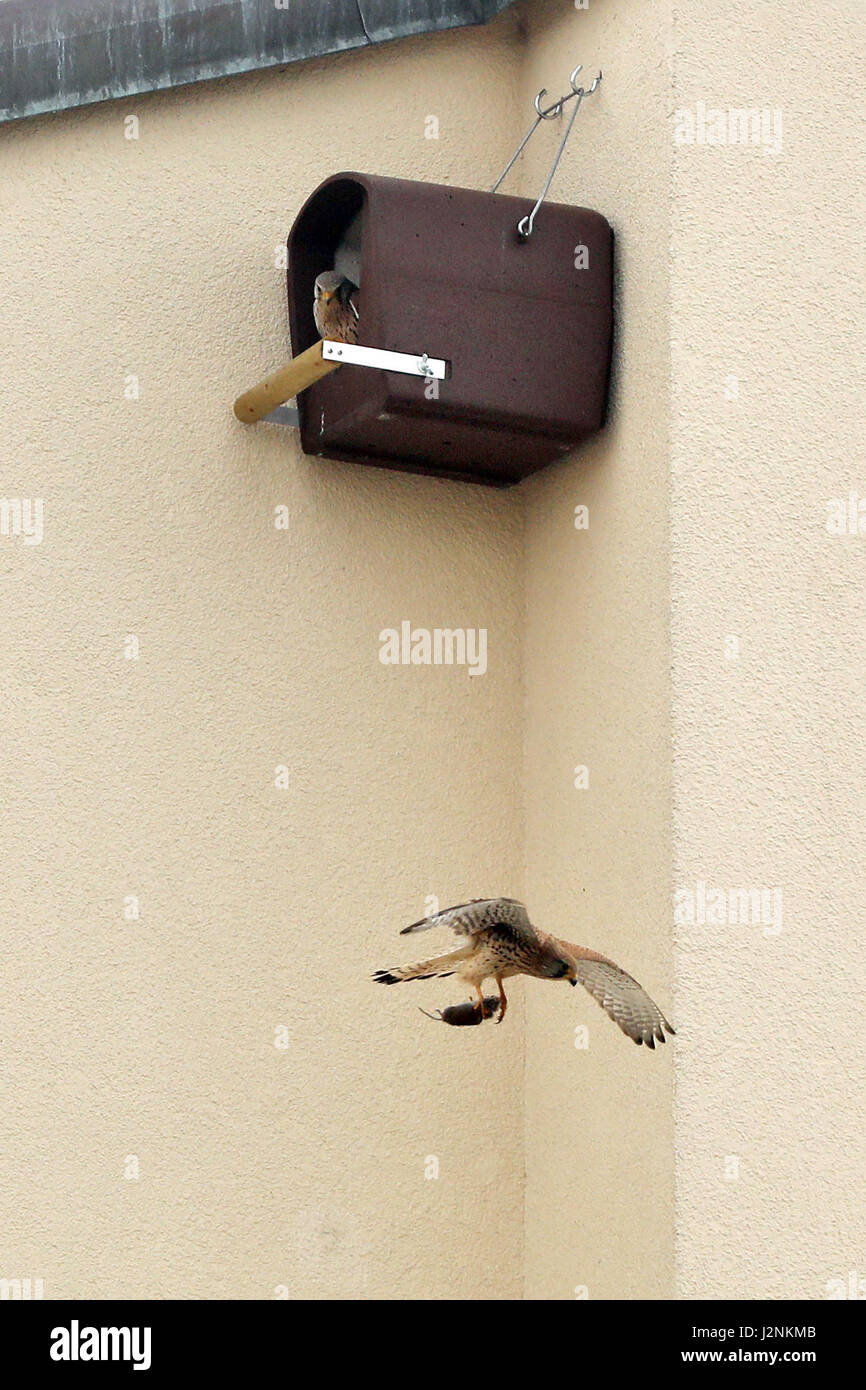 Zwickau, Germany. 27th Apr, 2017. Falcons nestle in a nesting box in ...