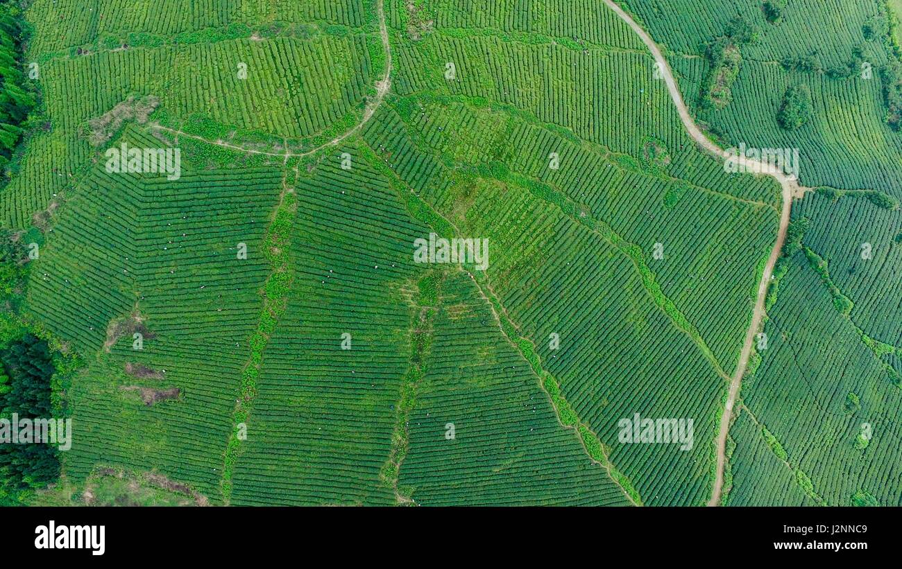 Weng'an, China's Guizhou Province. 30th Apr, 2017. Farmers pick tea ...