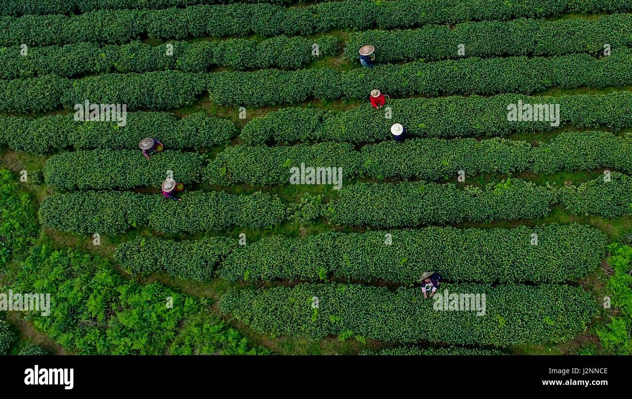 Weng'an, China's Guizhou Province. 30th Apr, 2017. Farmers pick tea ...