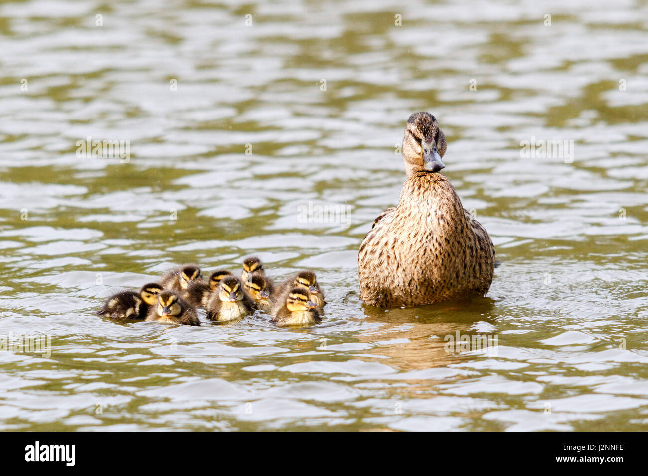 30th April, 2017. UK Weather: Ducklings swim on a pond in East Sussex ...