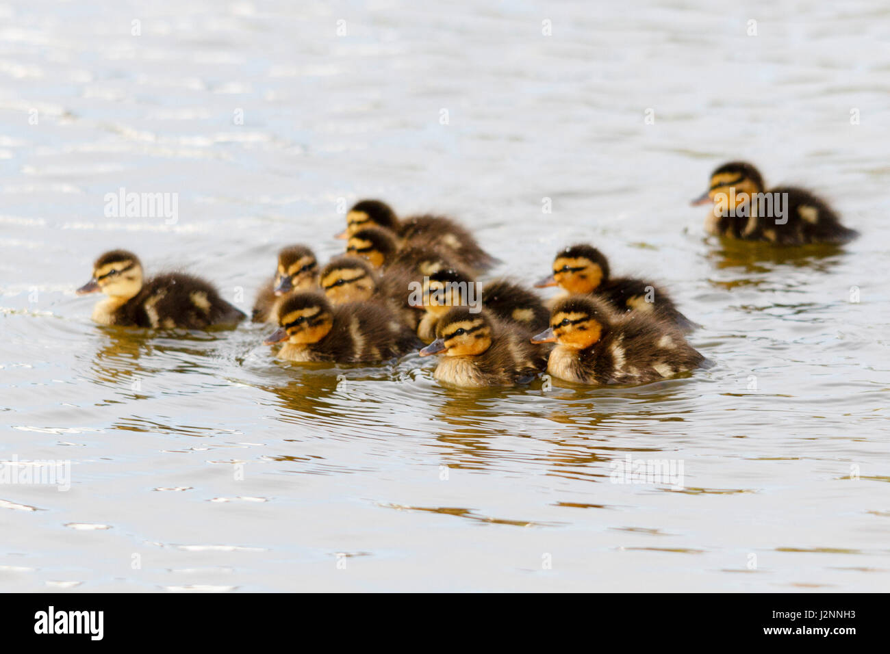 30th April, 2017. UK Weather: Ducklings swim on a pond in East Sussex ...