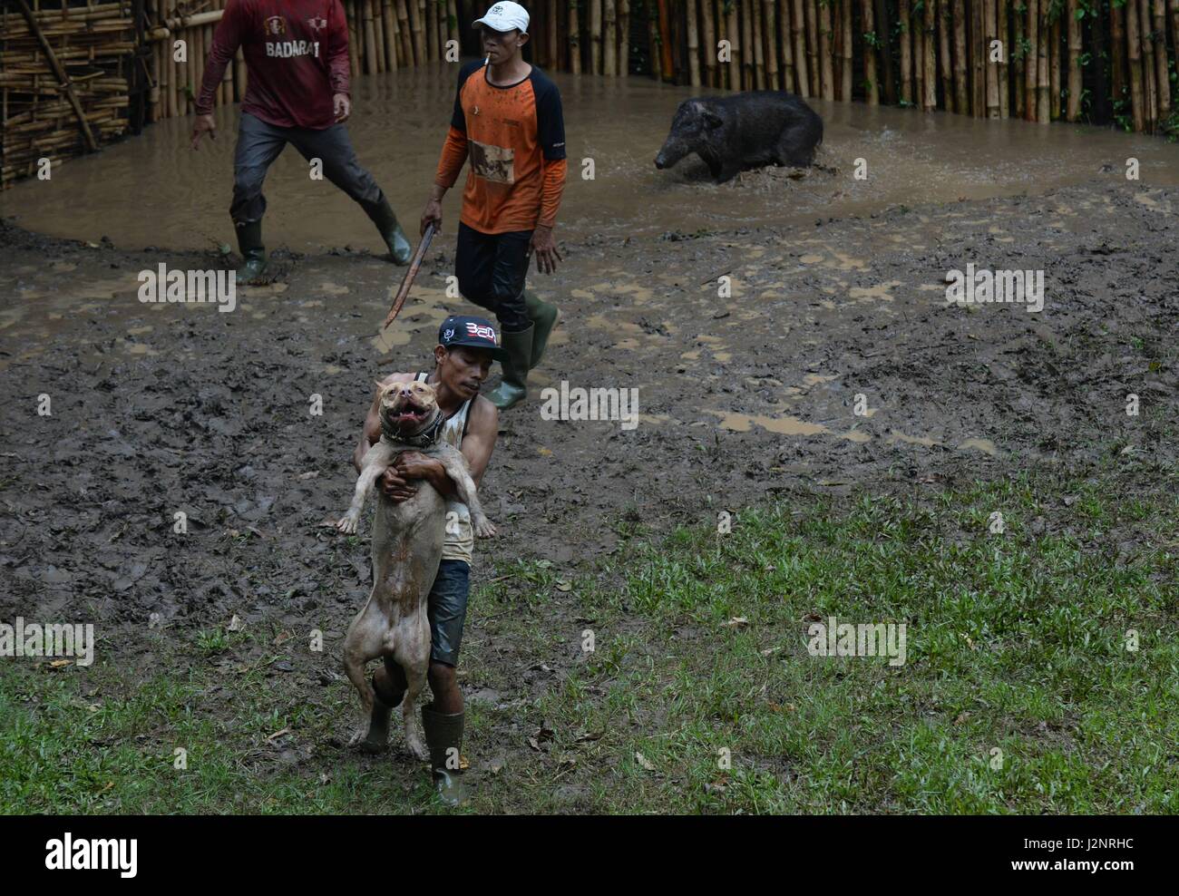 Bandung, Indonesia. 30th Apr, 2017. A man holds his dog after fighting ...