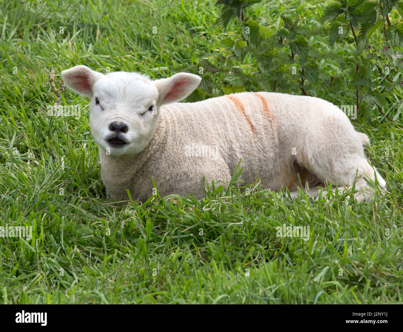 Lambs teeth hi-res stock photography and images - Alamy