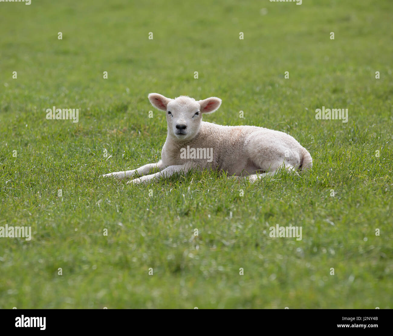 Lambs teeth hi-res stock photography and images - Alamy