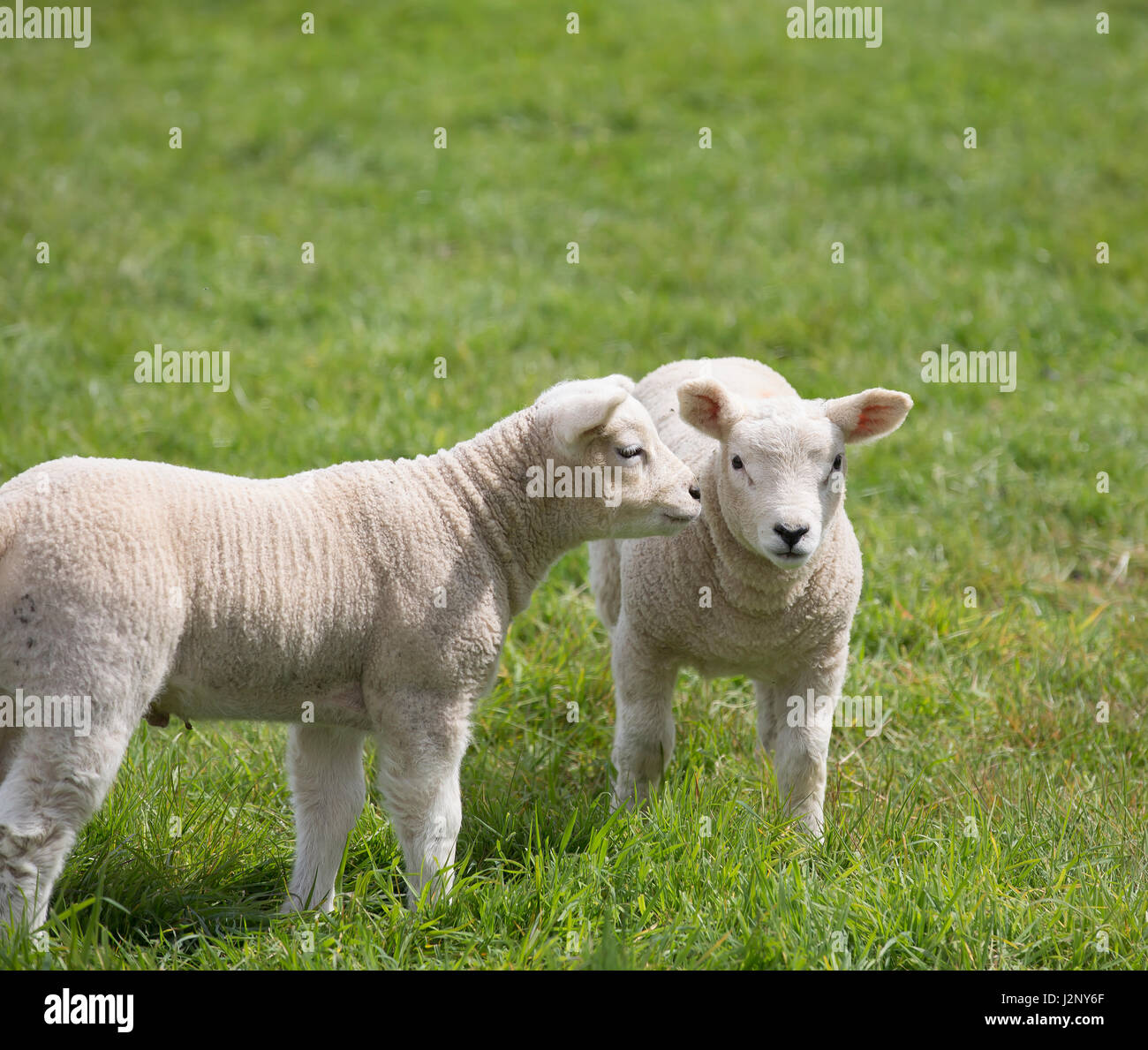 Lambs teeth hi-res stock photography and images - Alamy