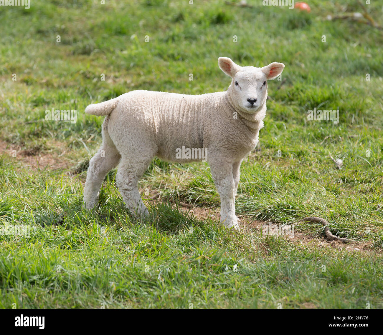 Lambs teeth hi-res stock photography and images - Alamy