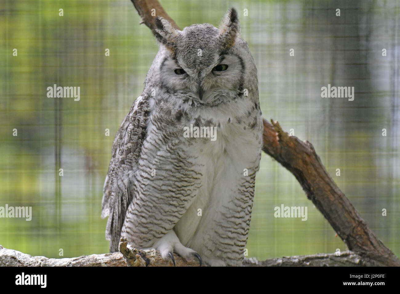 Berlin, Germany. 24th Apr, 2017. A great horned owl enjoys the spring ...