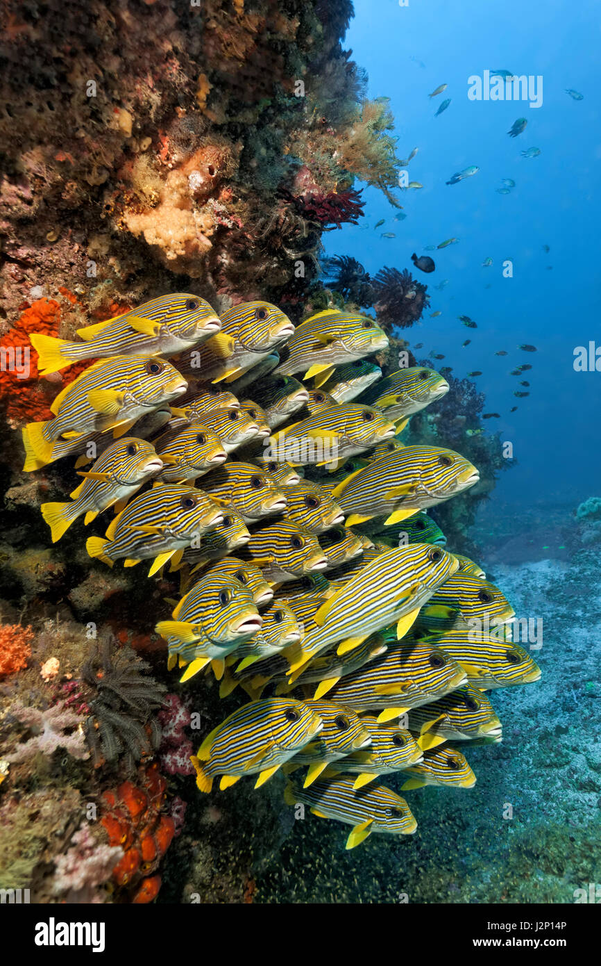 Sweetlips group hi-res stock photography and images - Alamy