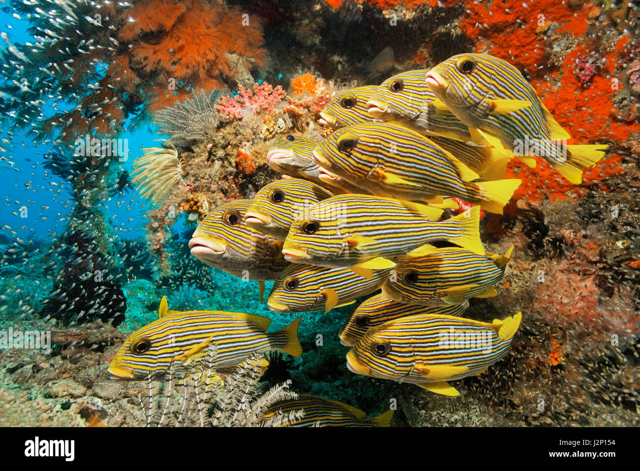 Sweetlips hi-res stock photography and images - Alamy