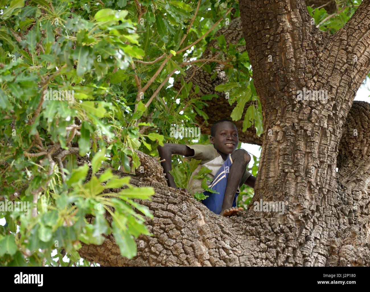 Sapotaceae High Resolution Stock Photography and Images - Alamy