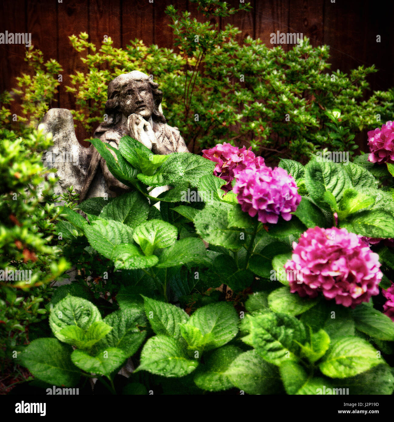 Angel and Hydrangeas Stock Photo - Alamy