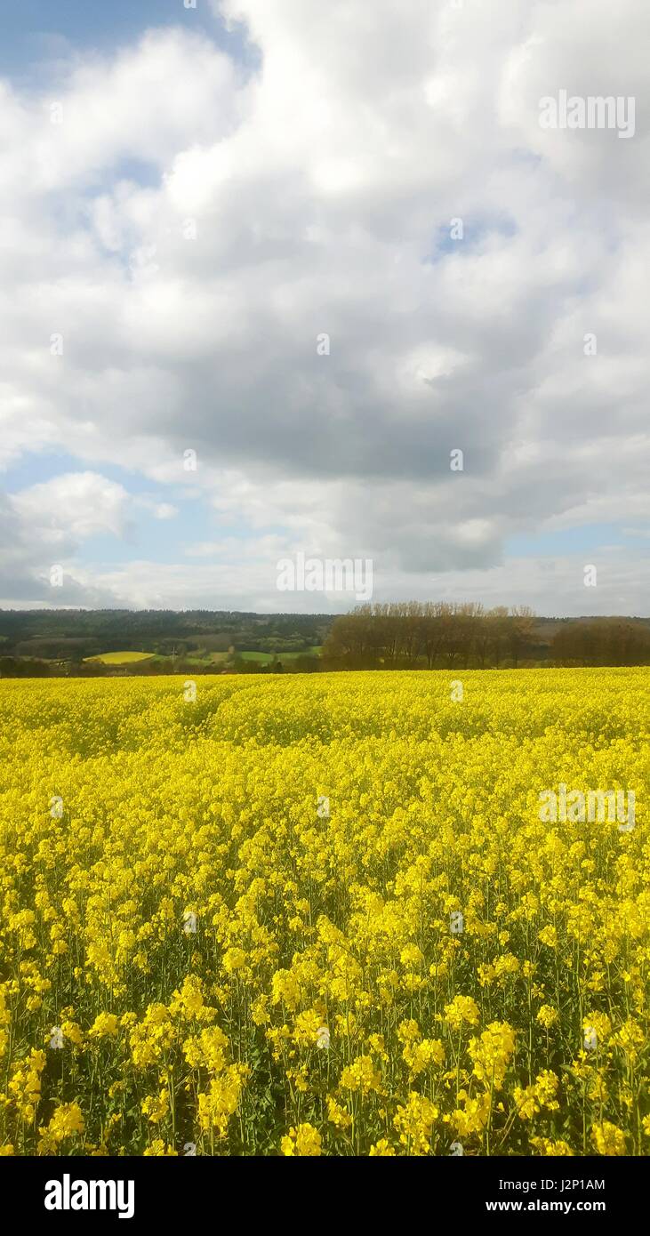Rapeseed field in full bloom near Hessisch Oldendorf, Germany, in the ...