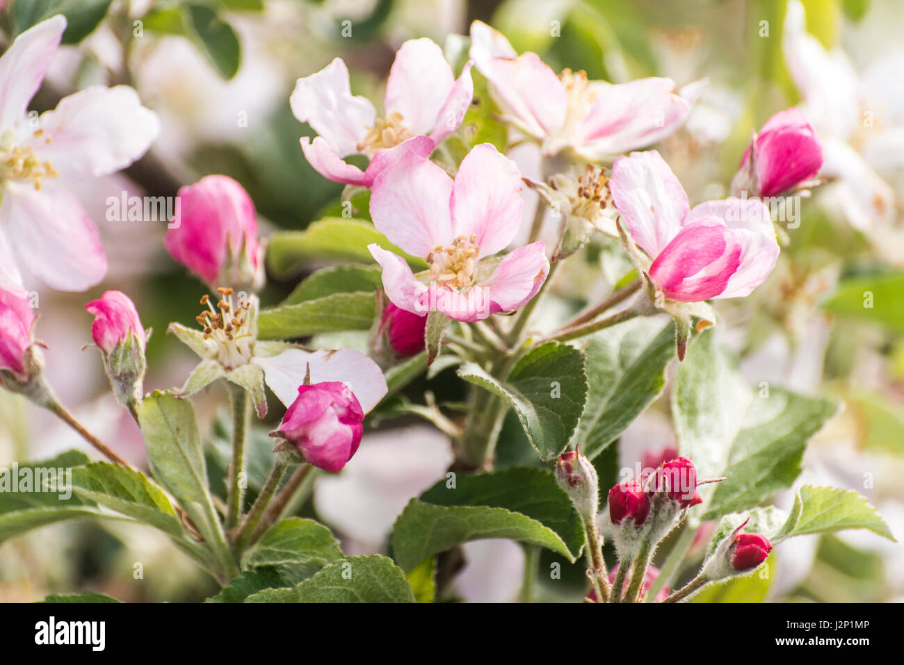 Spring blossoms beautiful flowers on the pear tree in nature Stock ...