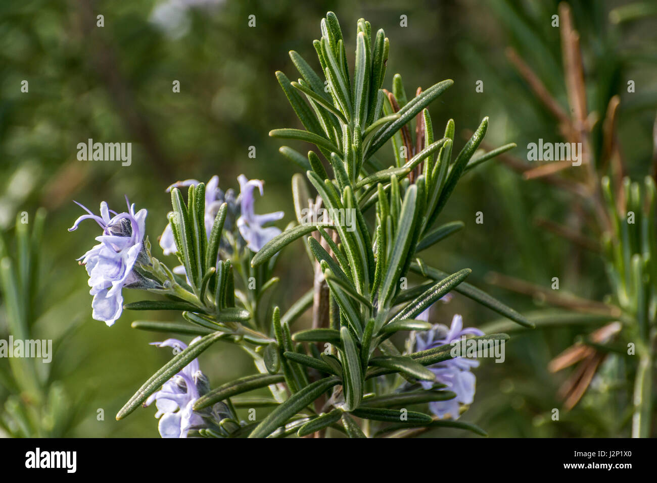 Rosemary blossom in a herb garden closeup detail color Stock Photo - Alamy
