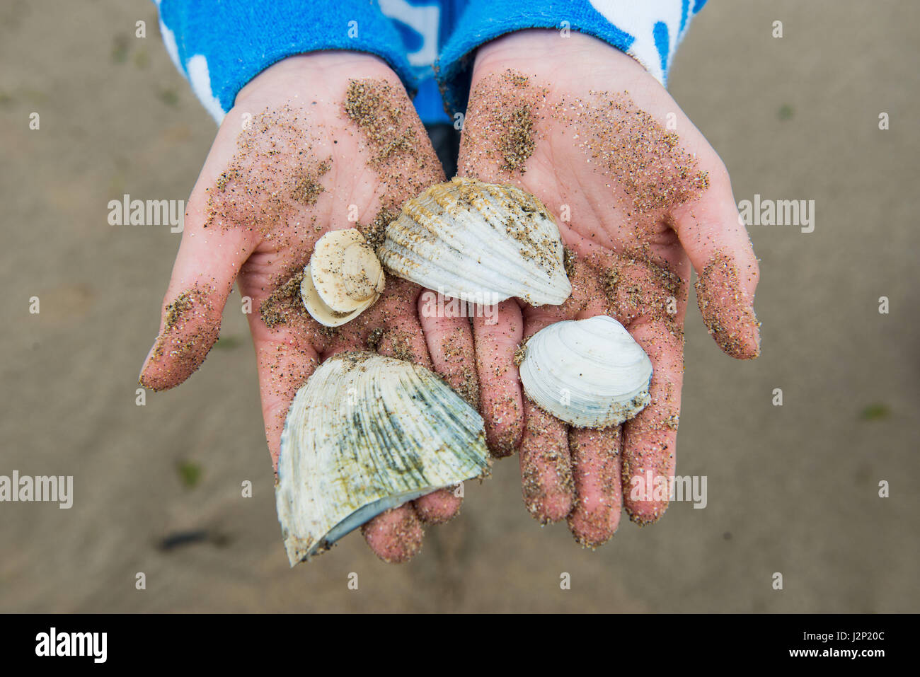 Scottish shells hi-res stock photography and images - Alamy