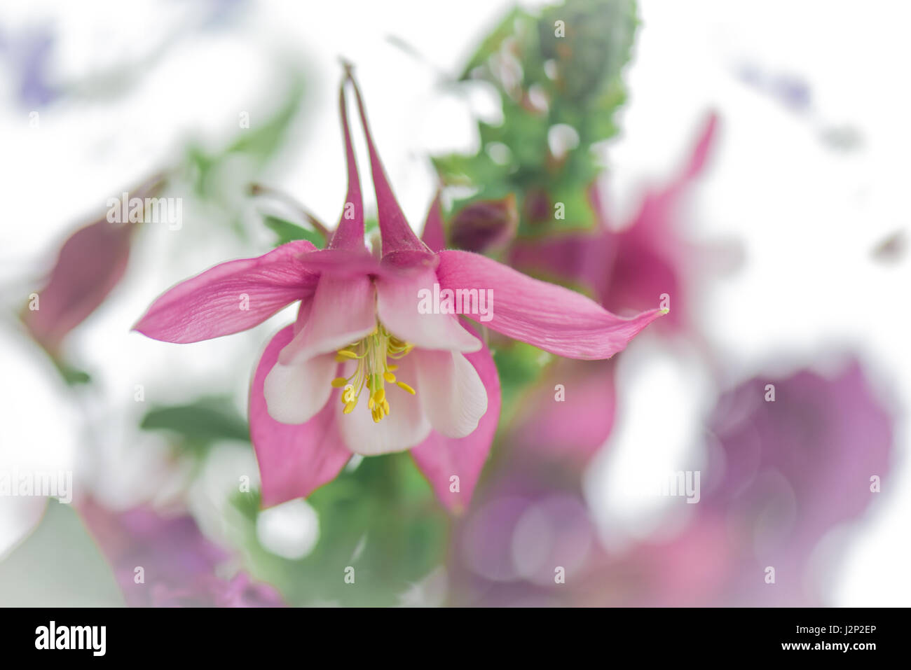 Columbine colorado state flower hi-res stock photography and images - Alamy