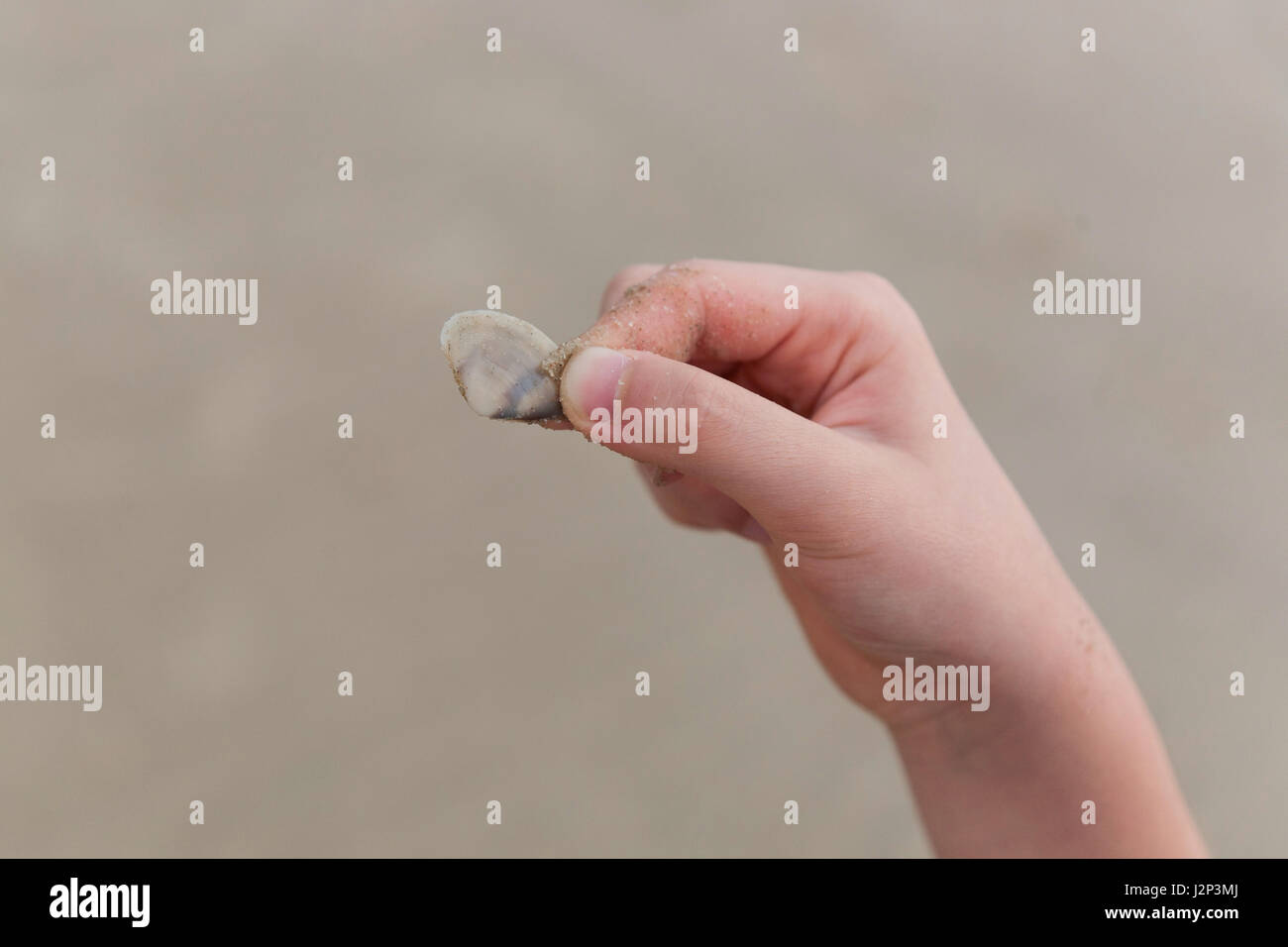 Sea sheel hi-res stock photography and images - Alamy