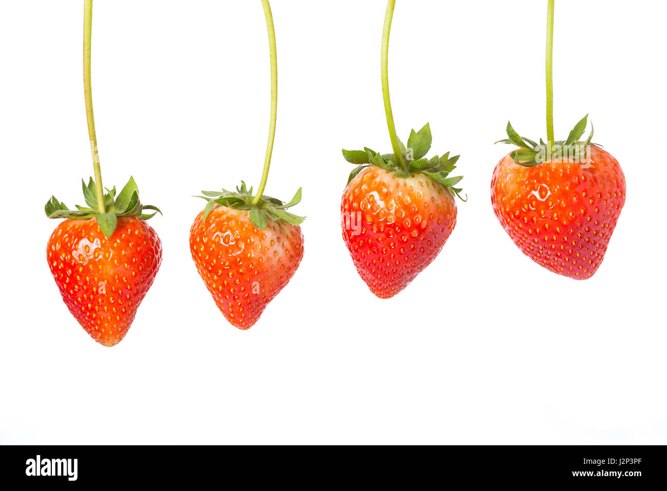 Four juicy red strawberries hanging down, isolated on white background ...
