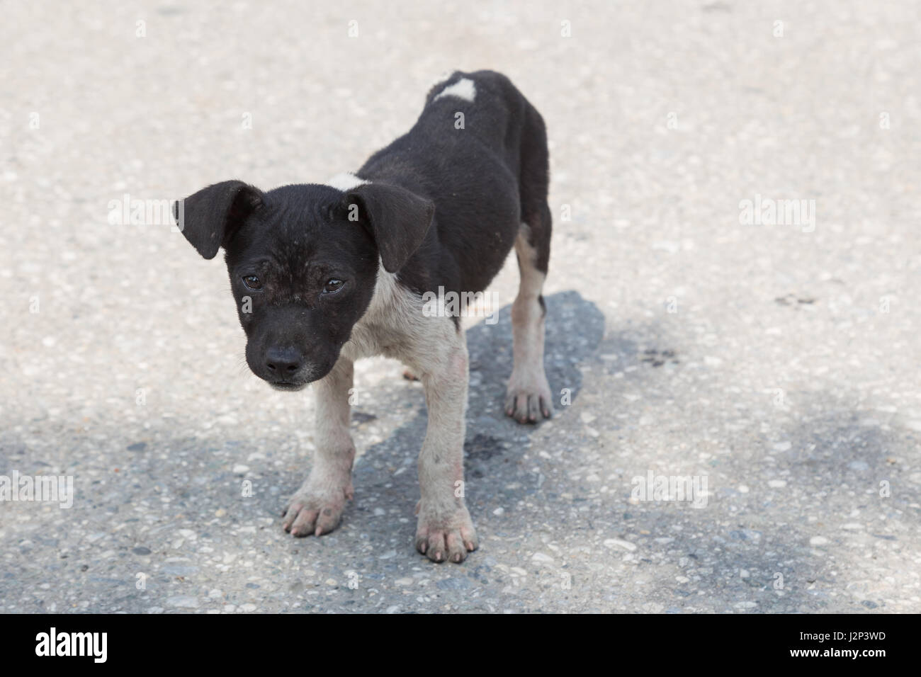 Tired and hungry dirty stray dog on a street Stock Photo - Alamy