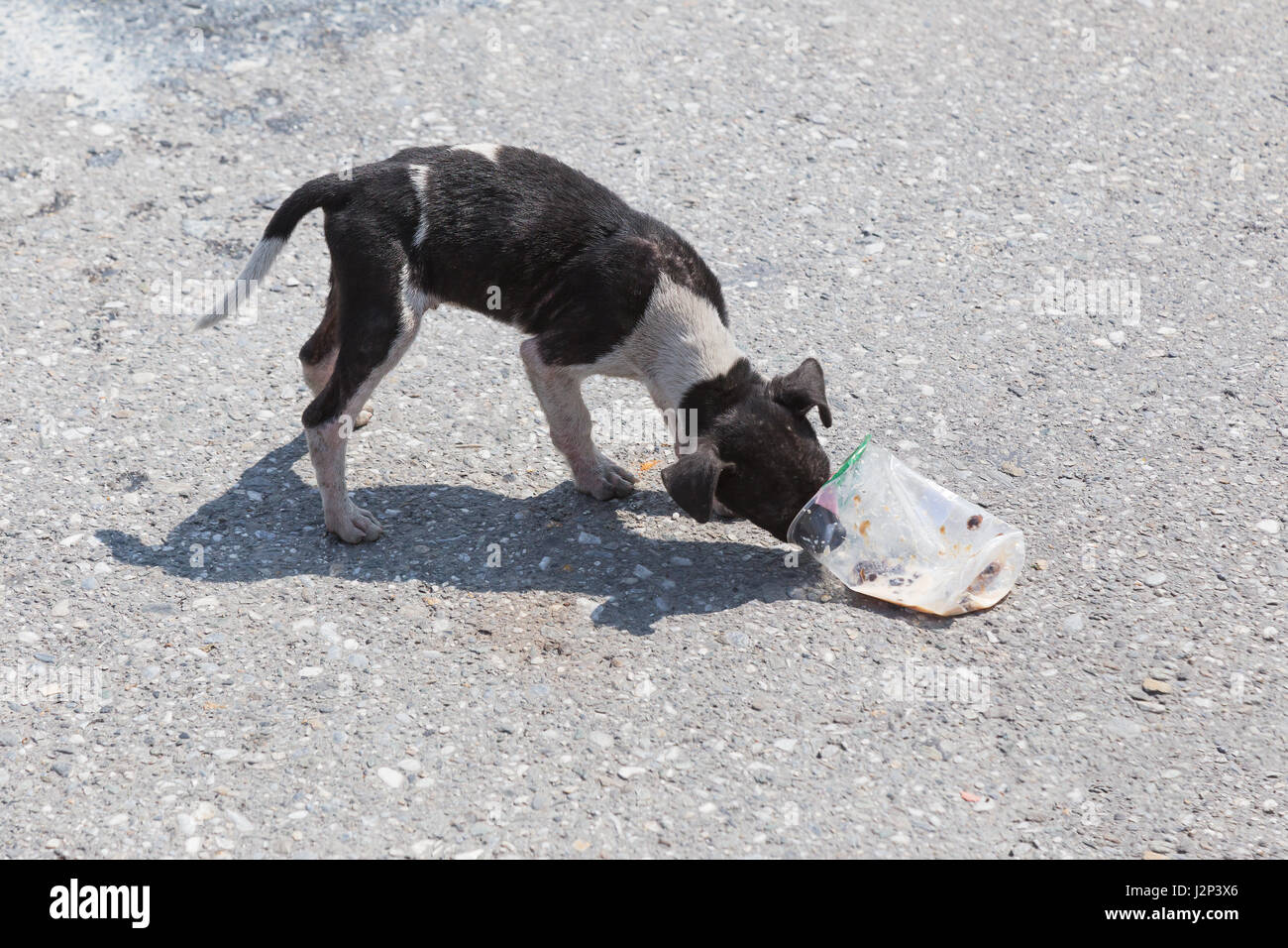 Homeless searching for food hi-res stock photography and images - Alamy