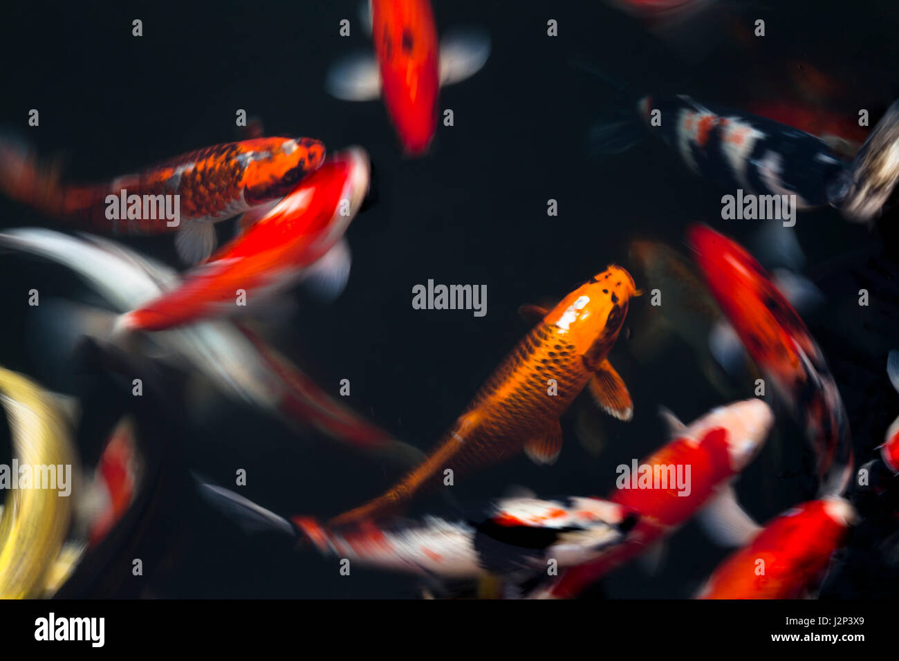 Moving koi fish in dark water pond, blurred movement with slow shutter ...