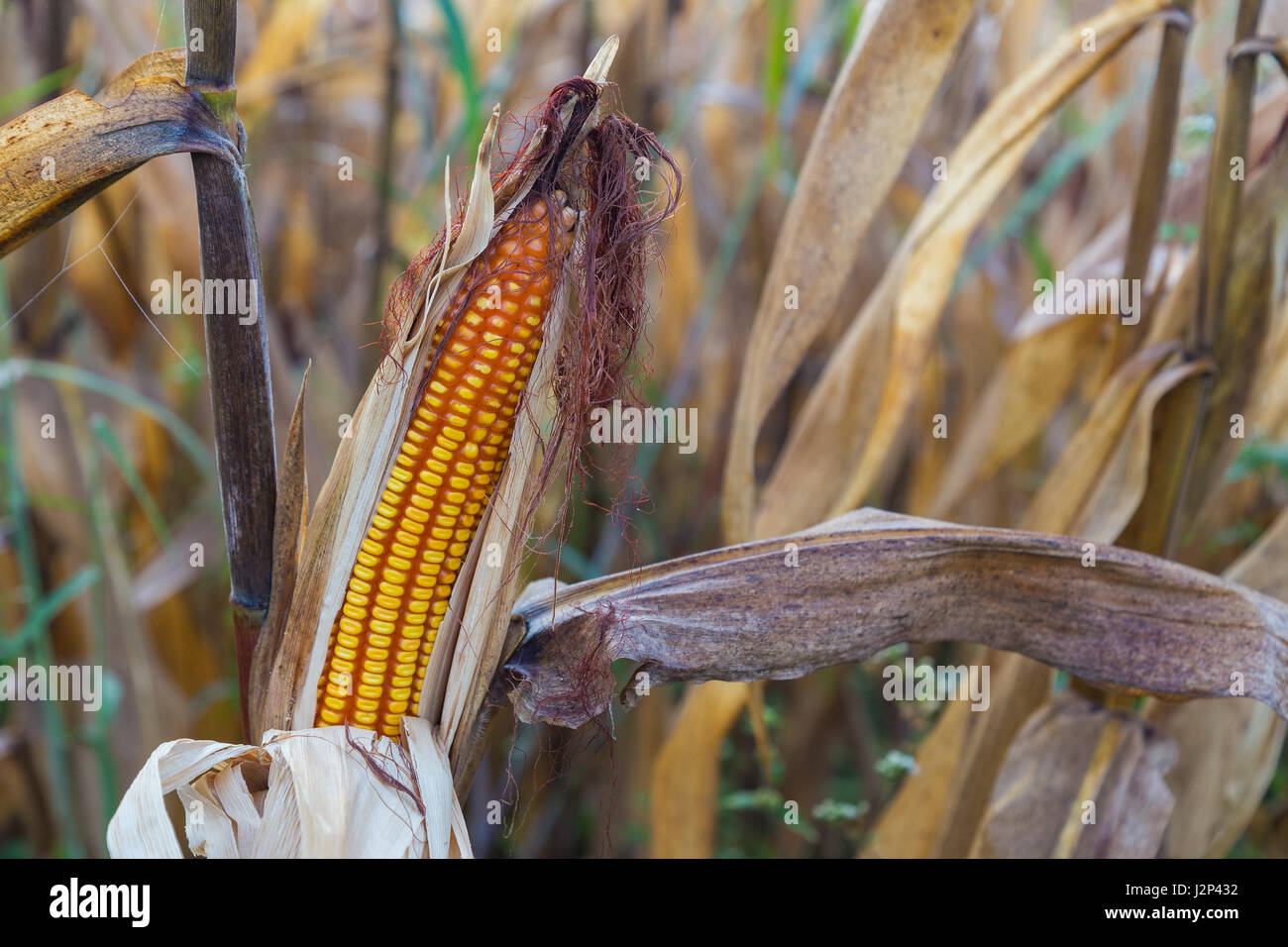 Dried corn on cob in a corn field Stock Photo - Alamy
