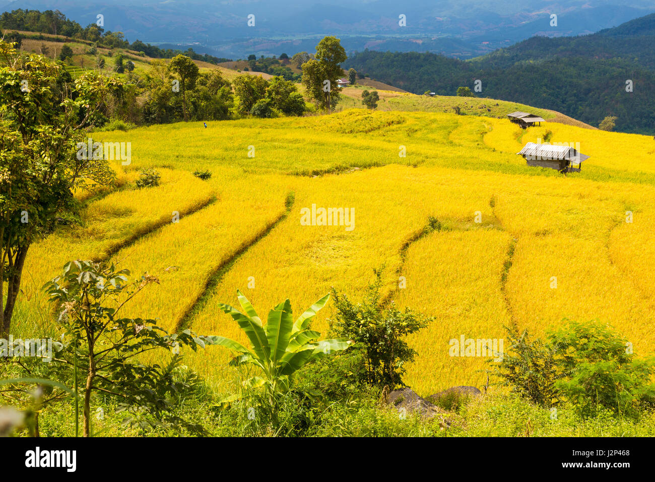 golden color Stepped rice filed in Chiang Mai, northern Thailand, ready ...