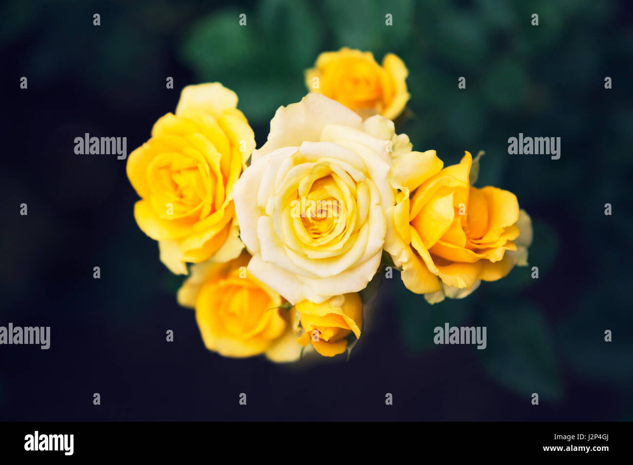 yellow roses in garden, top view with dark blurred garden background ...
