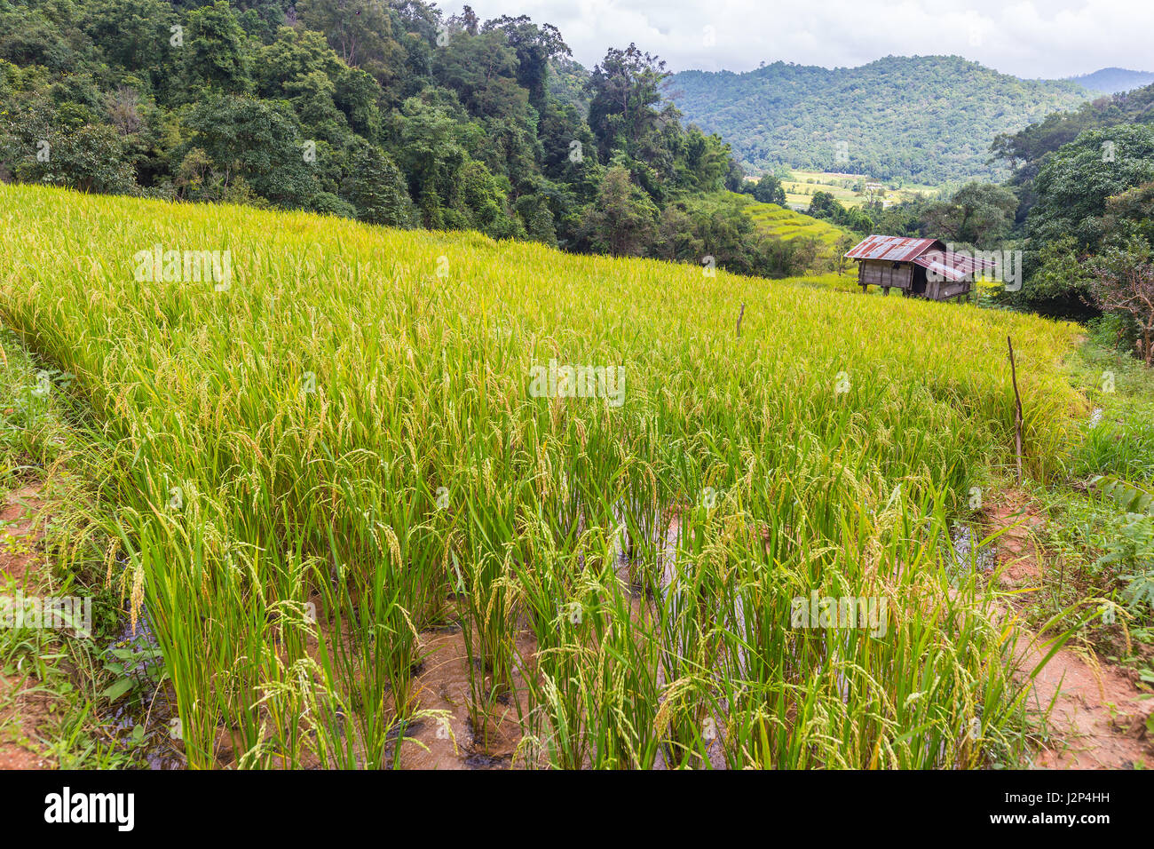 Rice filed with full grown rice on a hill in, Chiang Mai, northern ...