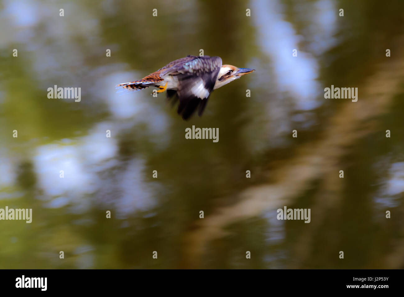 Kookaburra flying hi-res stock photography and images - Alamy