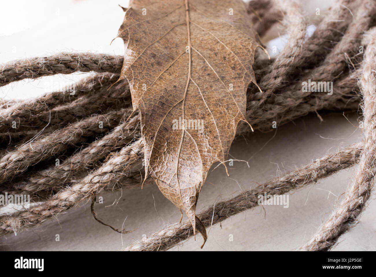 Rope and a dry leaf as an autumn background Stock Photo - Alamy