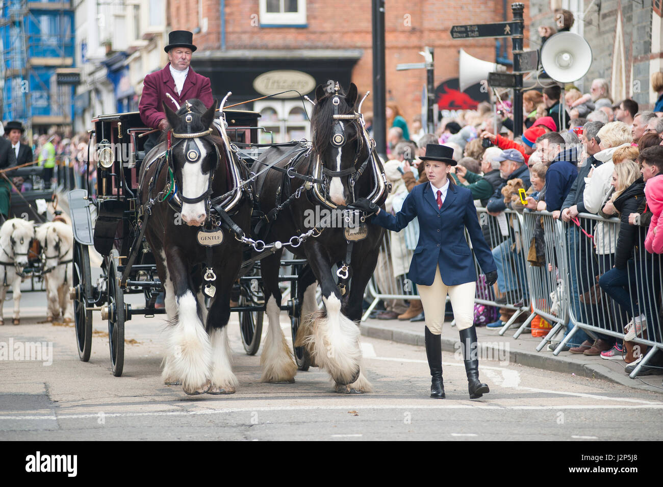 stallions and winning owners charging down cardigan high street at this ...