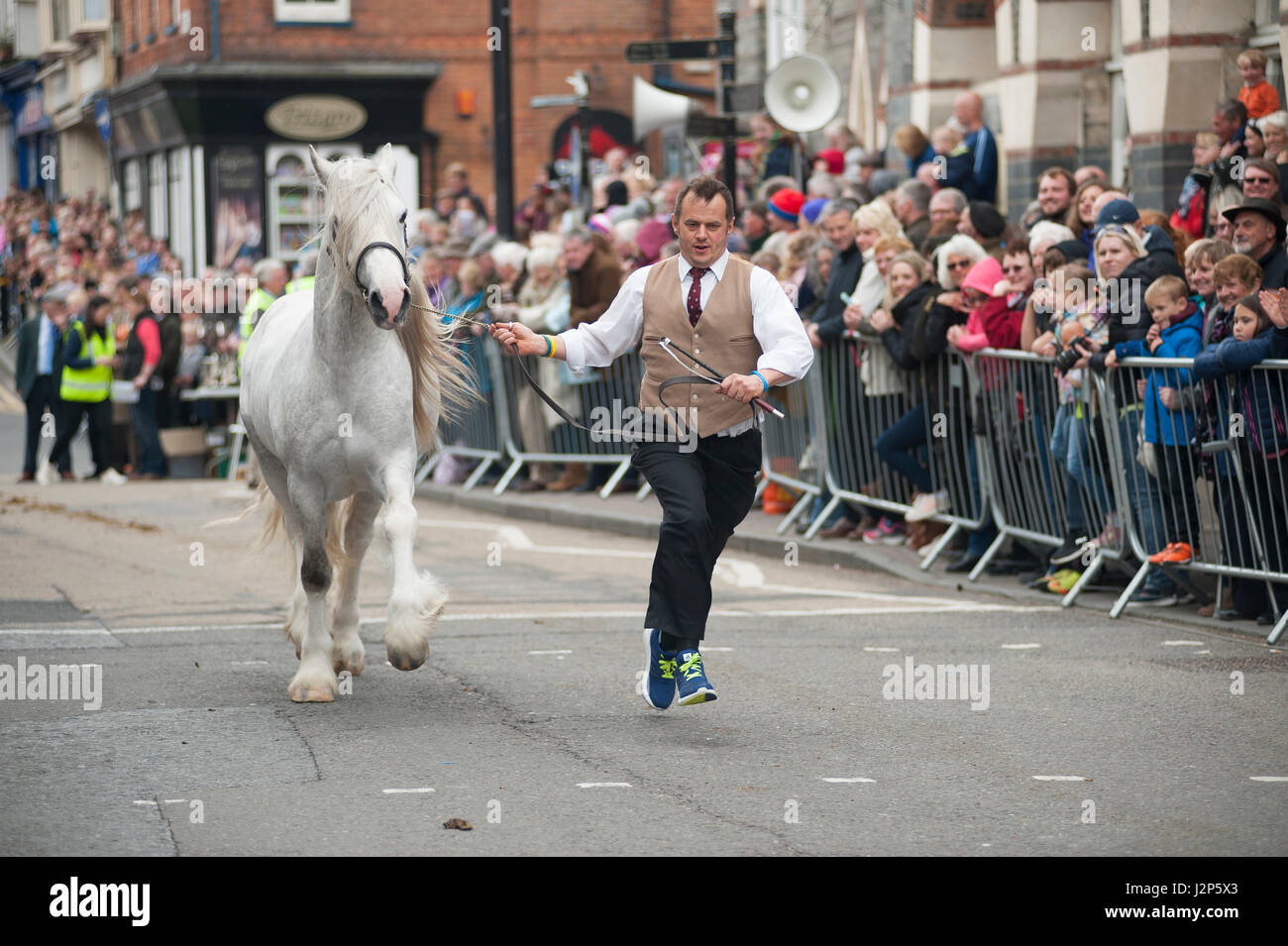 stallions and winning owners charging down cardigan high street at this ...