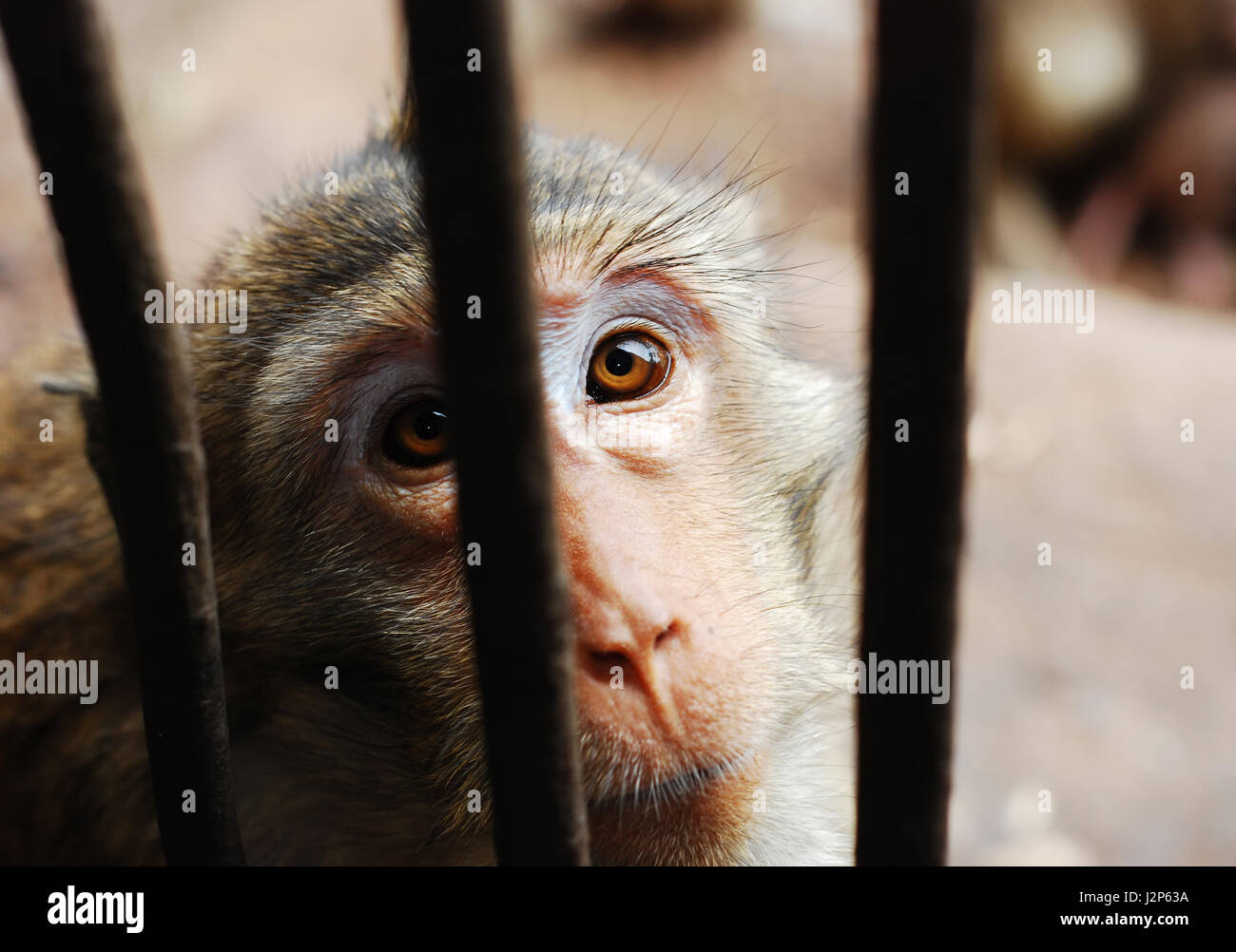 Baby Monkey in the cage Stock Photo - Alamy
