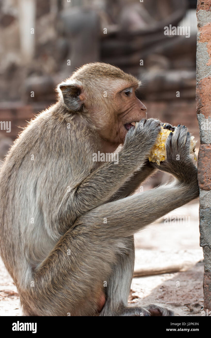 The Monkey eating corn in Lopburi, Thailand Stock Photo - Alamy