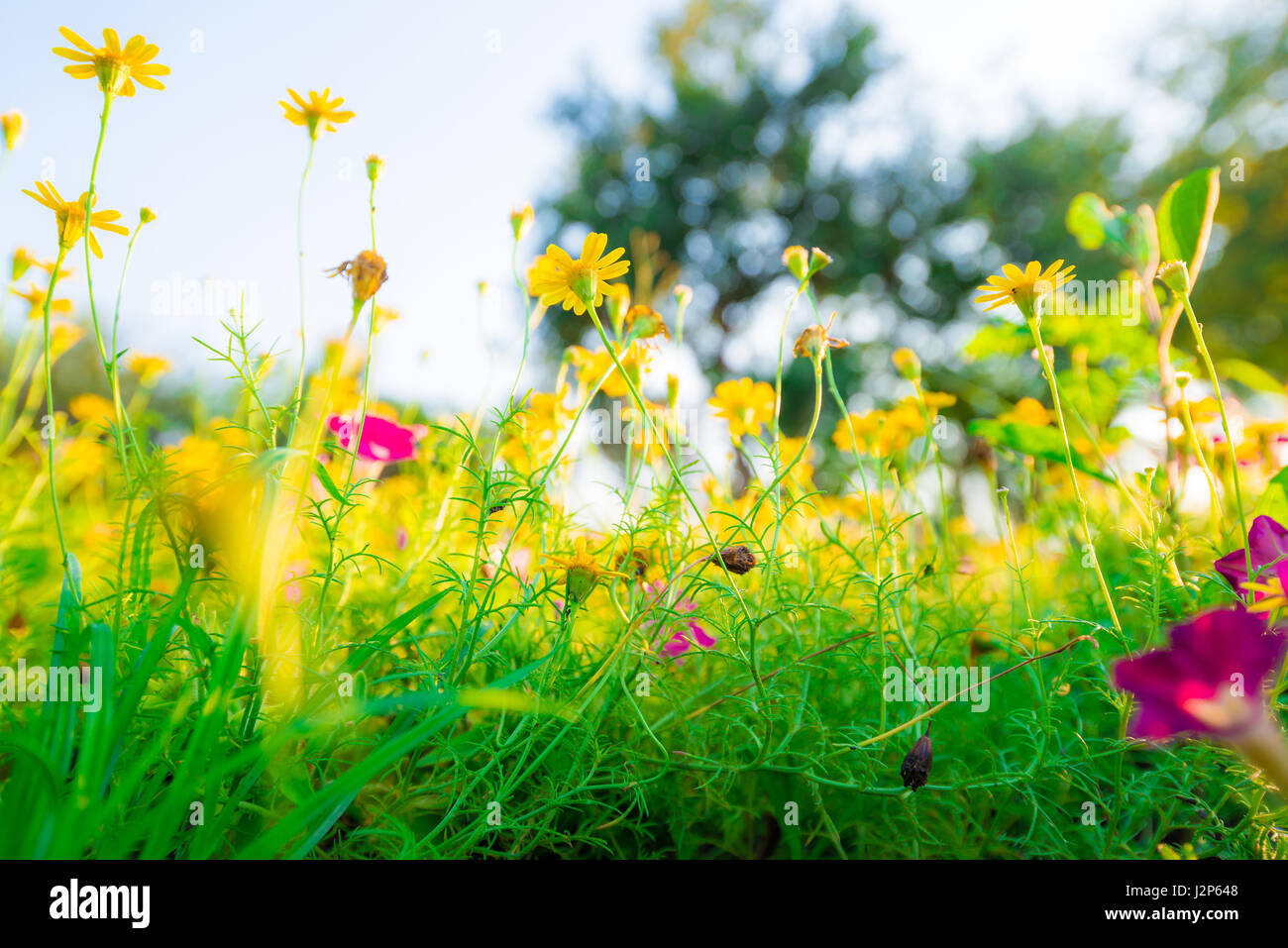 Spring background with beautiful yellow flowers, yellow flowers and ...