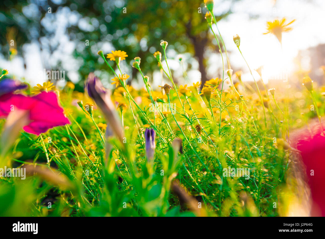 Spring background with beautiful yellow flowers, yellow flowers and ...