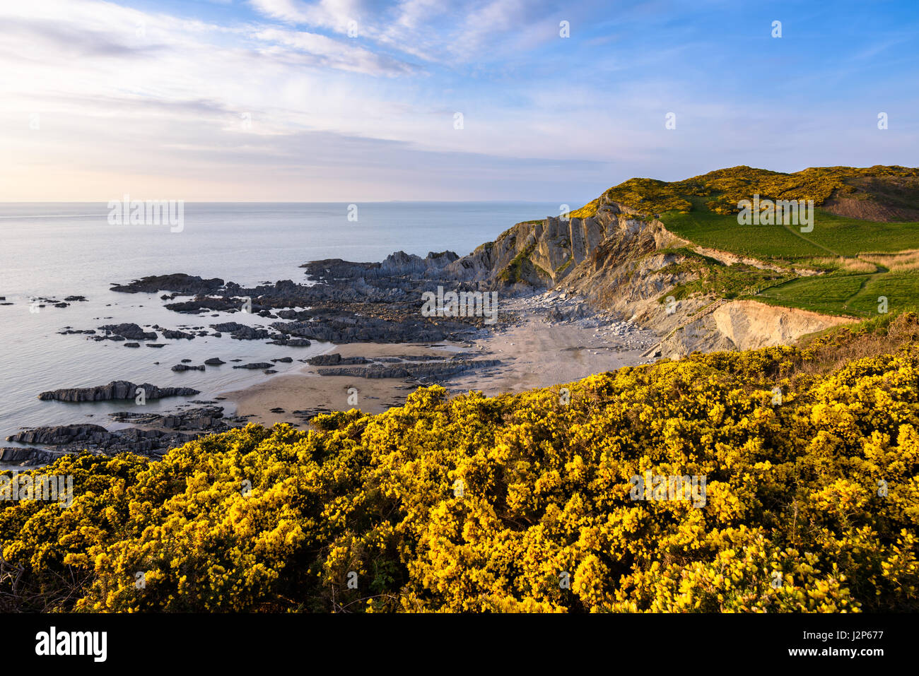 Gorse flowering in spring on the cliff top overlooking Rockham Beach on ...