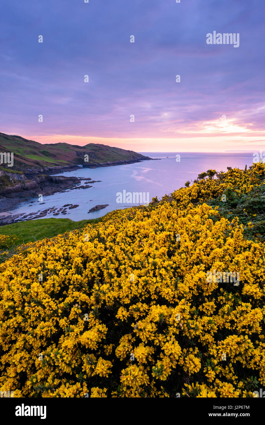 Gorse flowering in spring on the cliff top overlooking Rockham Beach ...
