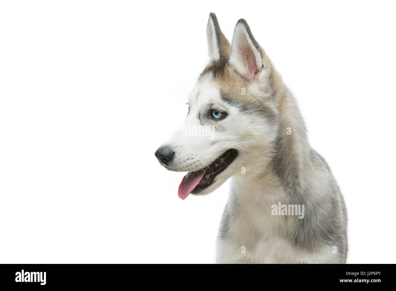 Beautiful siberian husky puppy dog. Isolated on white background. Copy ...