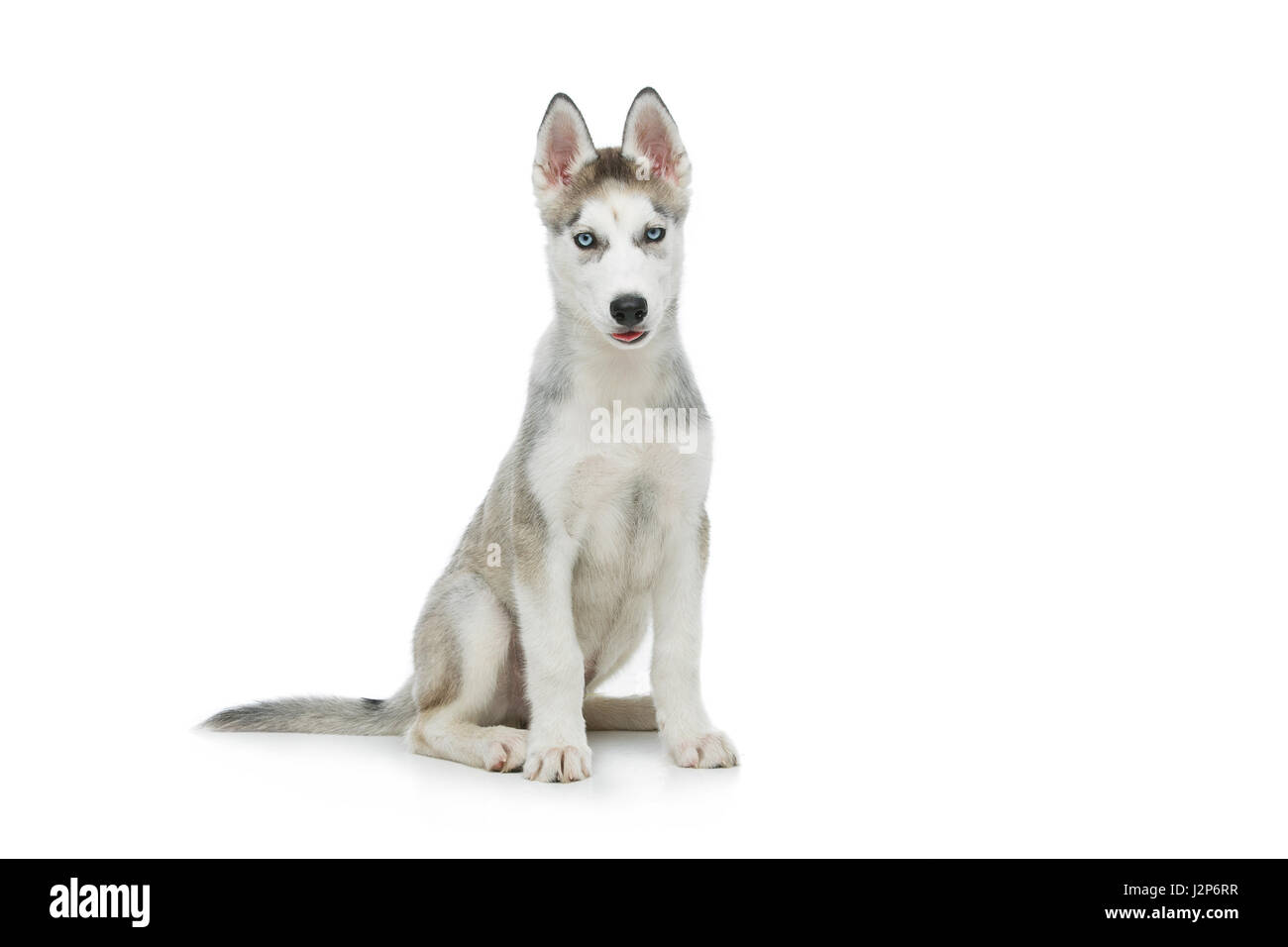 Beautiful siberian husky puppy dog. Isolated on white background. Copy ...