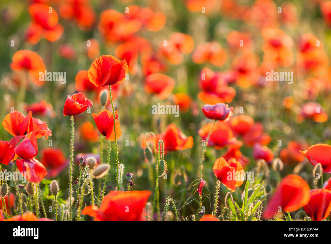 Poppy farming, nature, agriculture concept - industrial farming of ...
